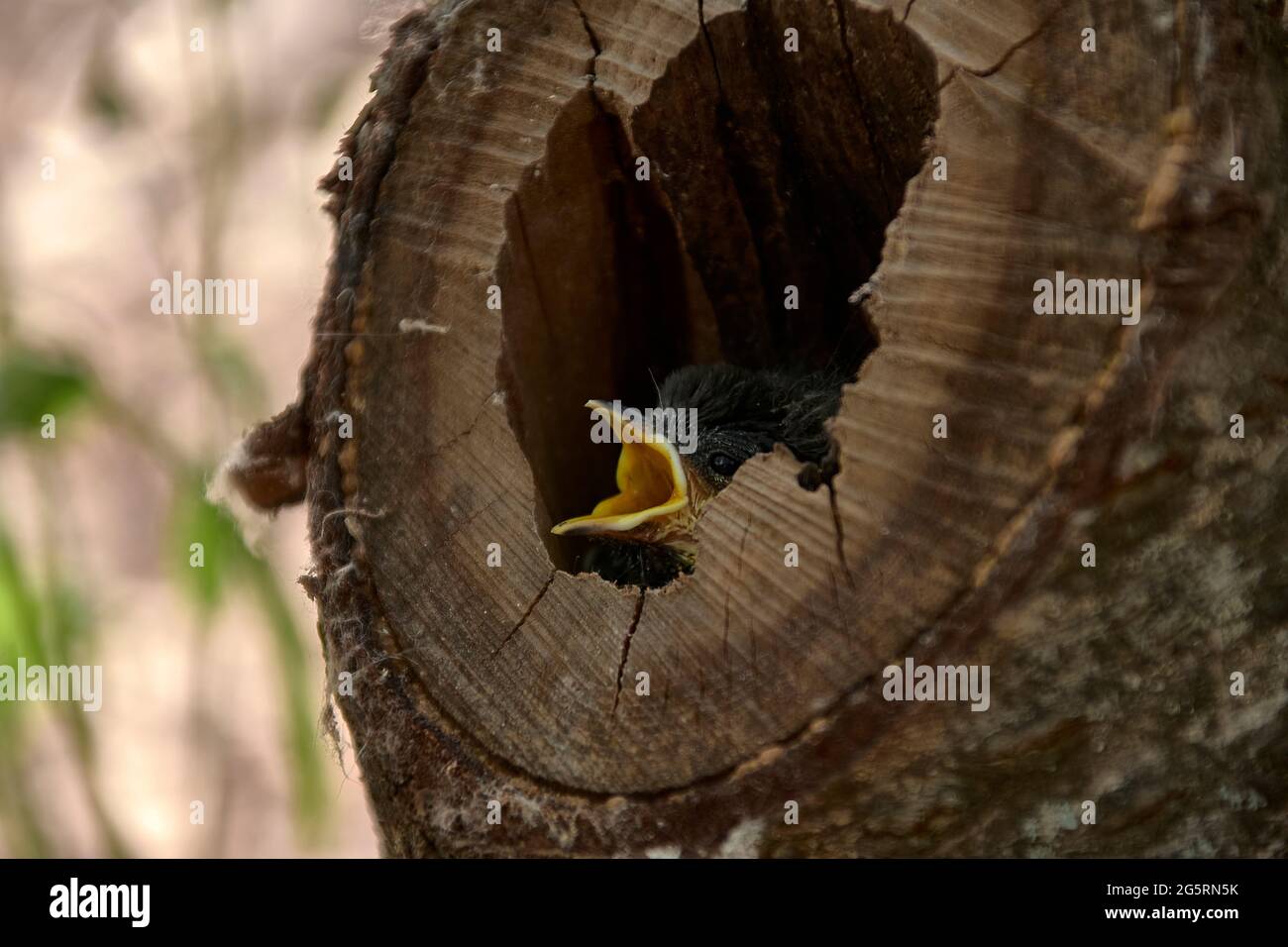 Bird mouth inside hi-res stock photography and images - Alamy