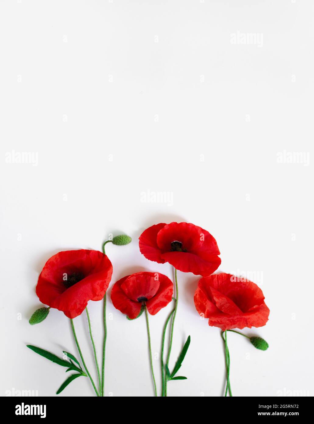 Poppies on a white background hi-res stock photography and images - Alamy