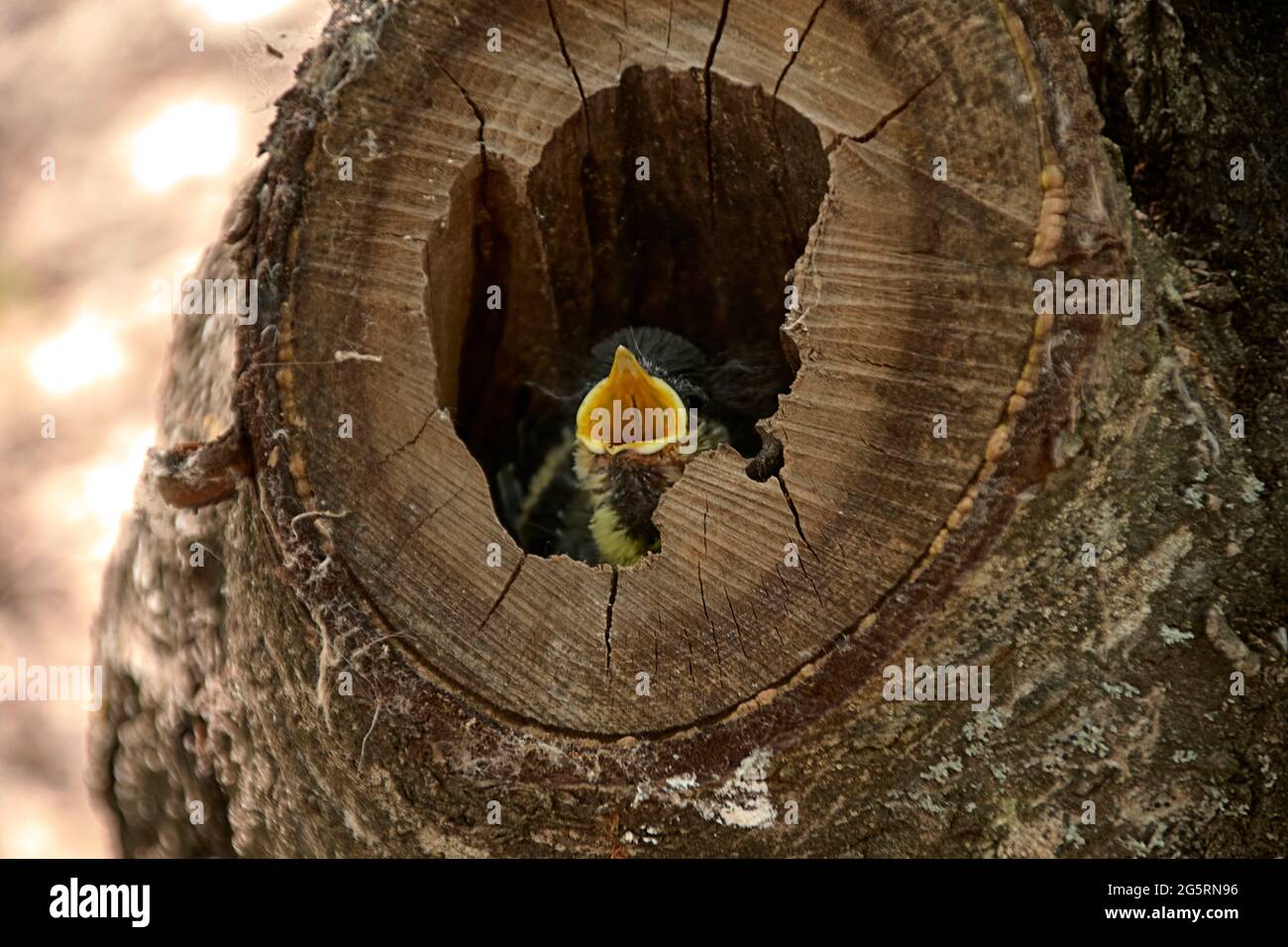 Small bird in a nest inside a tree Stock Photo - Alamy