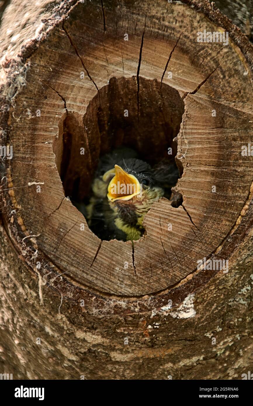 Two small birds in a nest inside a tree Stock Photo - Alamy