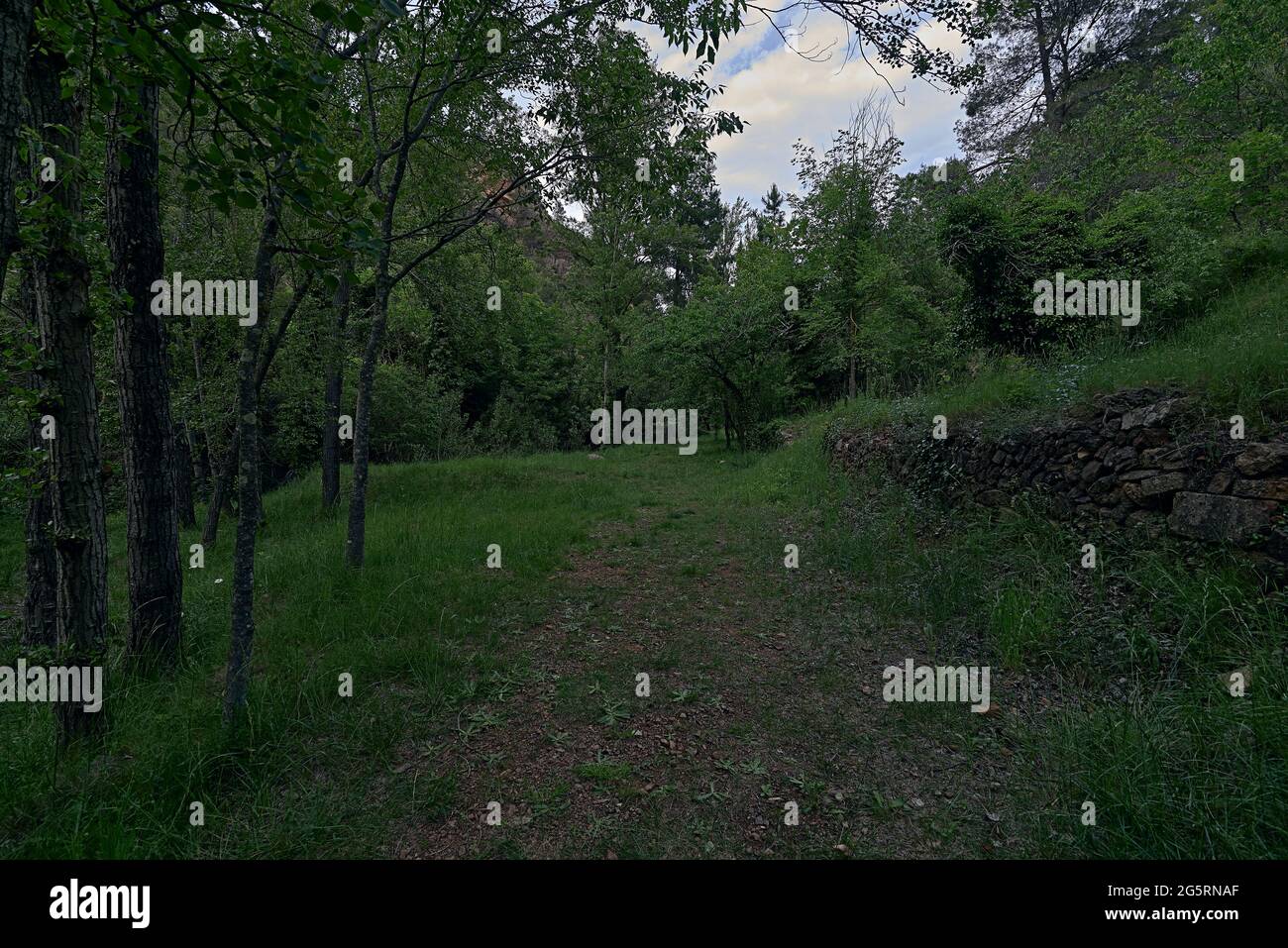 Mountain scenery between vegetation and trees Stock Photo - Alamy