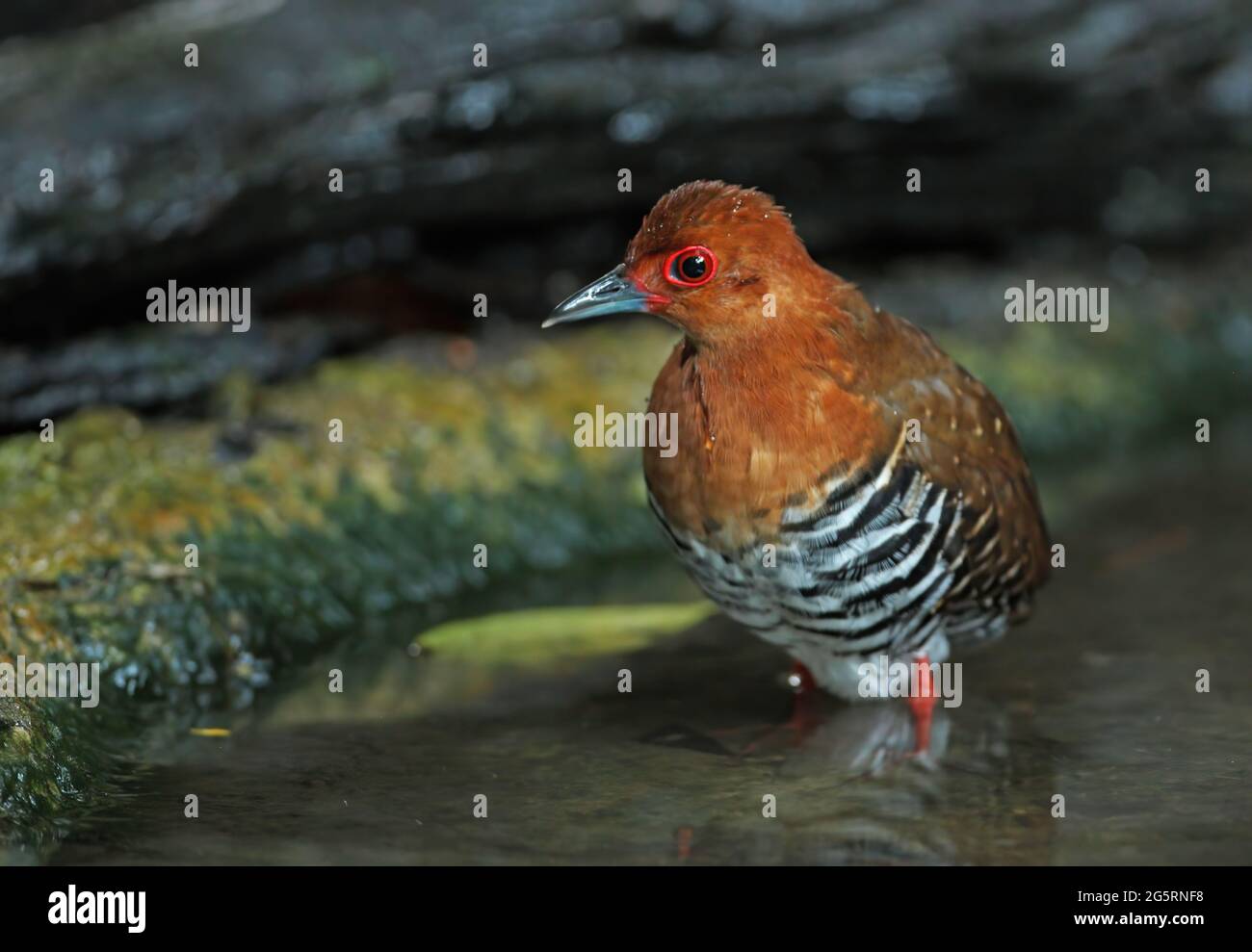 Red-legged Crake (Rallina fasciata) adult bathing in woodland pool near ...