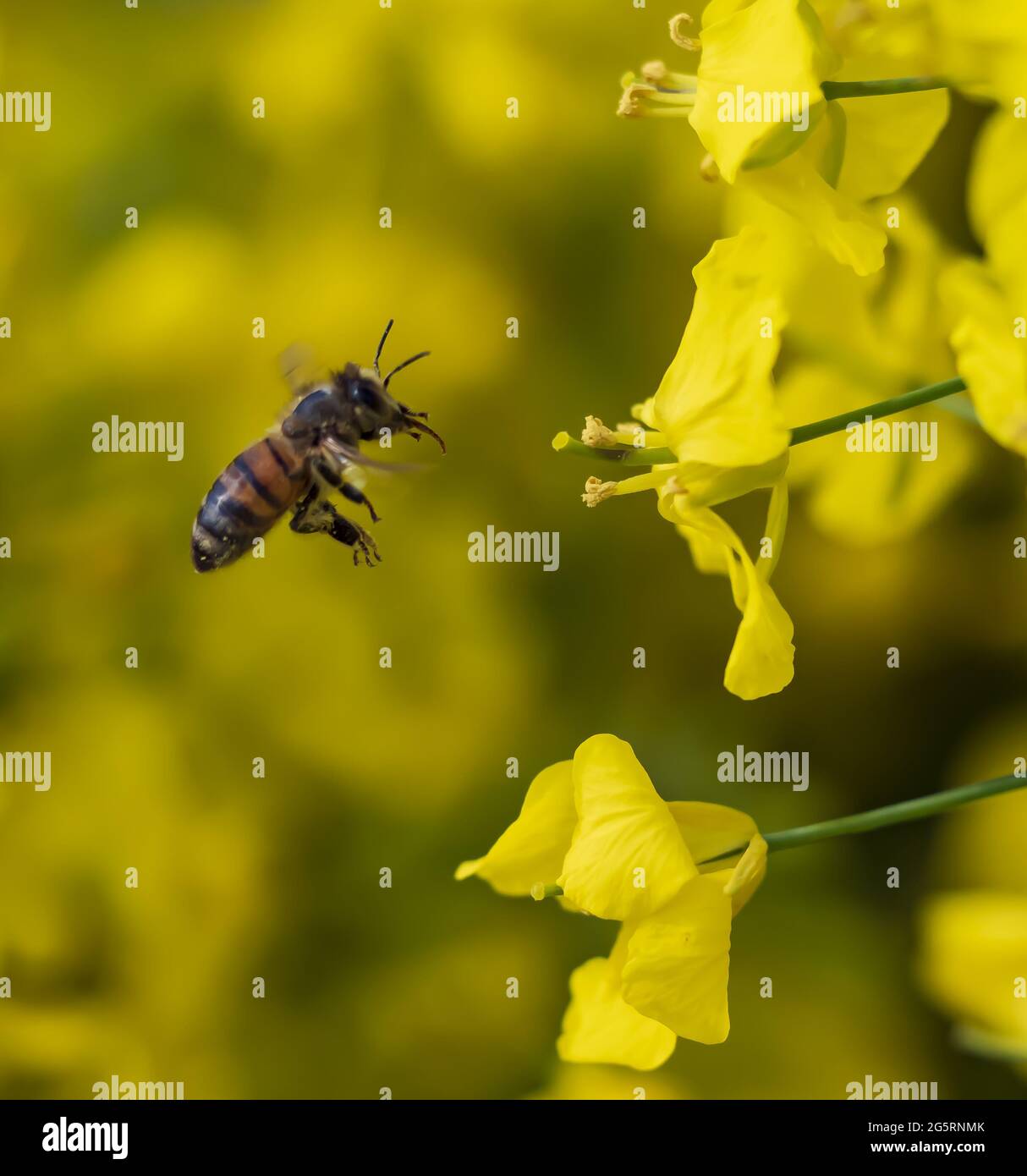 Butterfly flying towards hi-res stock photography and images - Alamy