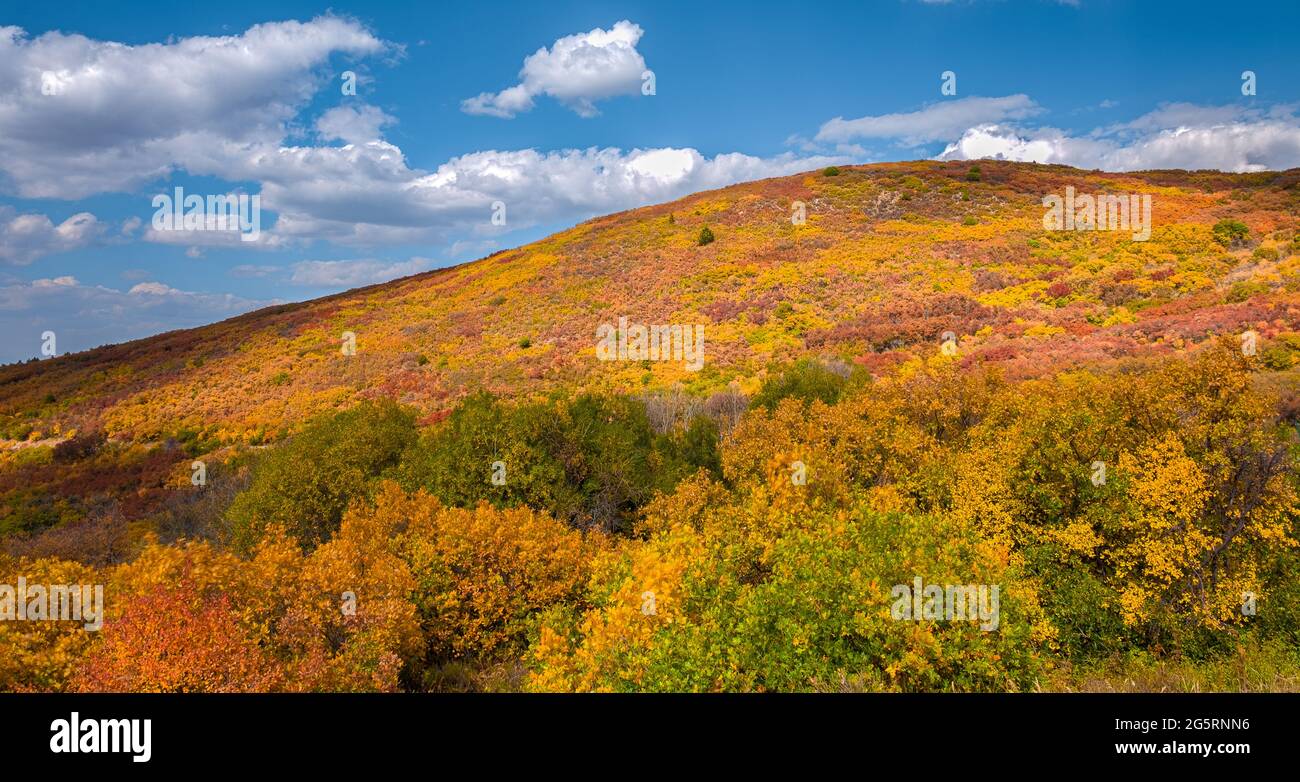 Colorado hillside bursts with red, orange, yellow and green as autumn ...