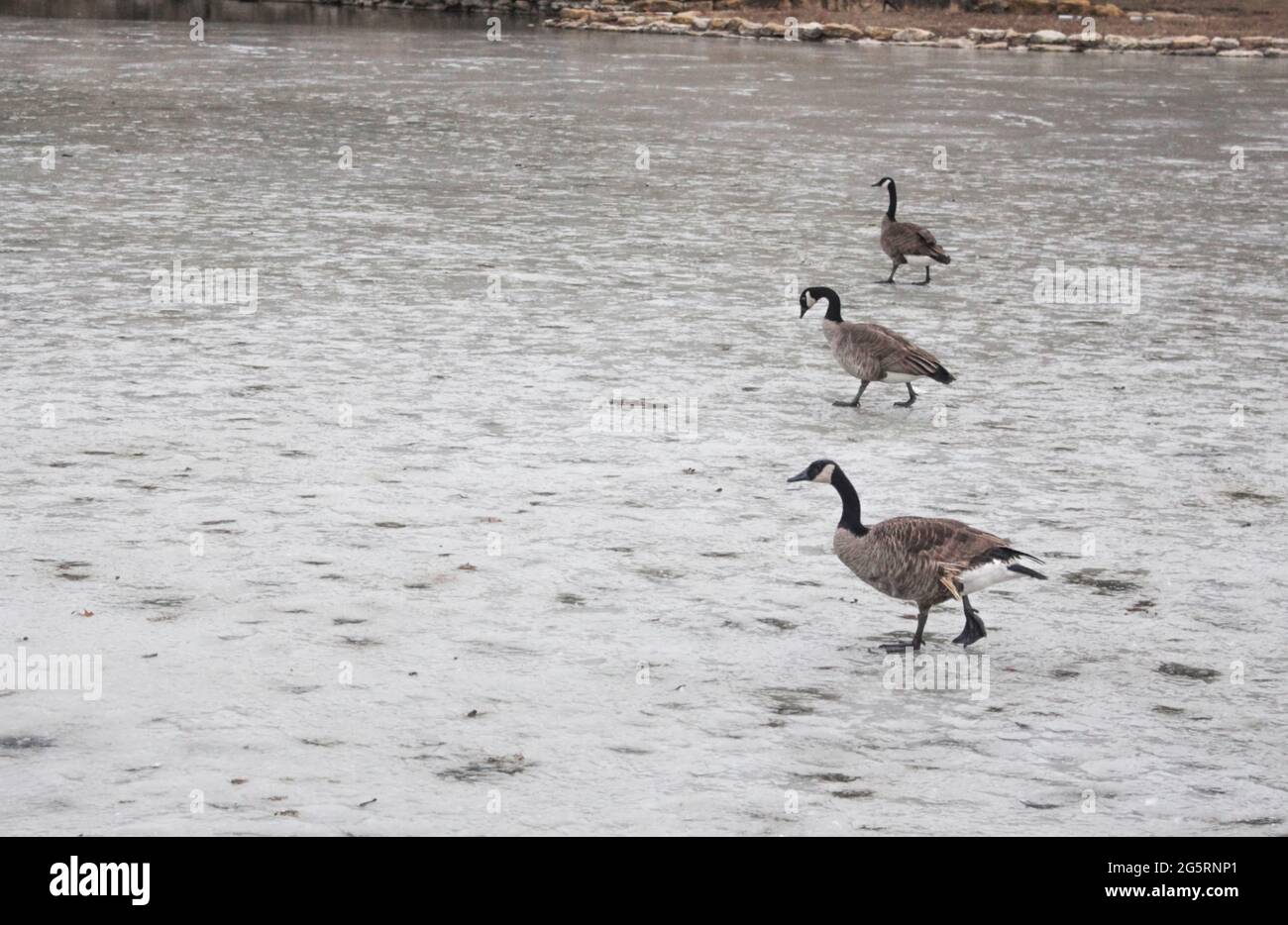 Goose animals hi-res stock photography and images - Alamy