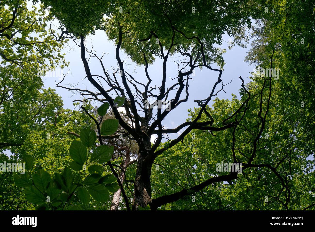 Old dried dead tree with in the forest center Stock Photo - Alamy