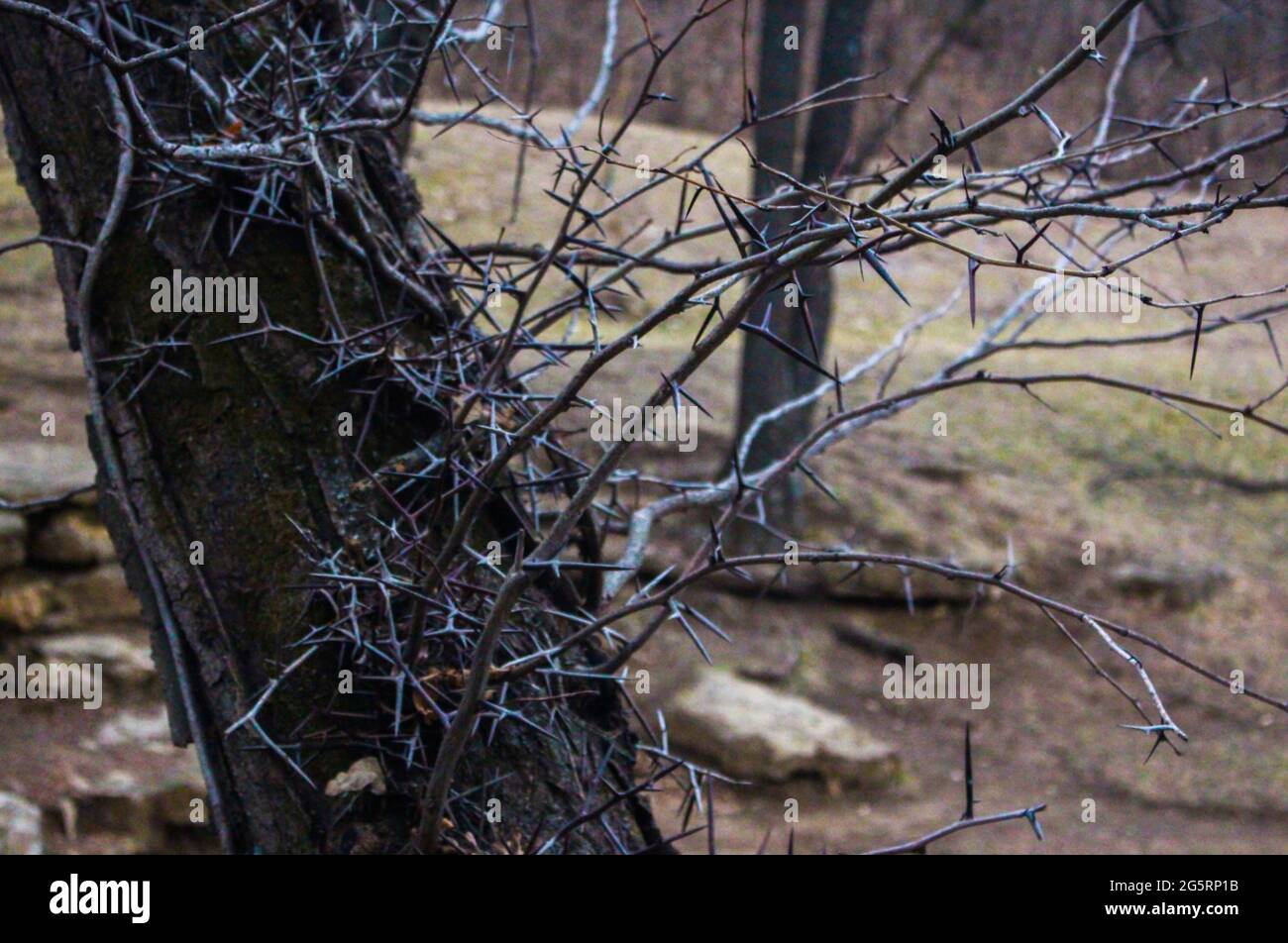 Trees with thorns hi-res stock photography and images - Alamy