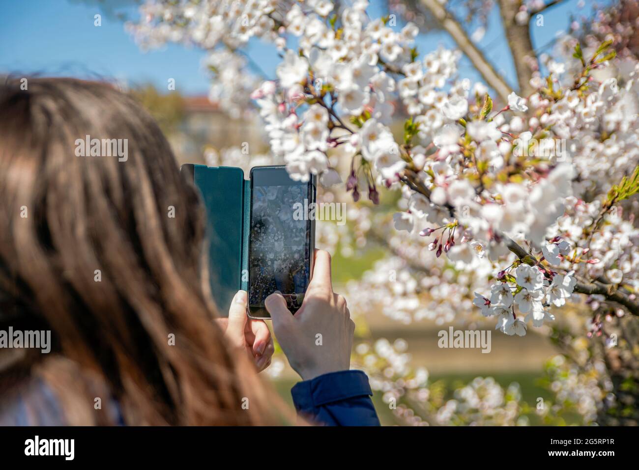 Tourist woman travels in Japan taking pictures of sakura blossom using ...