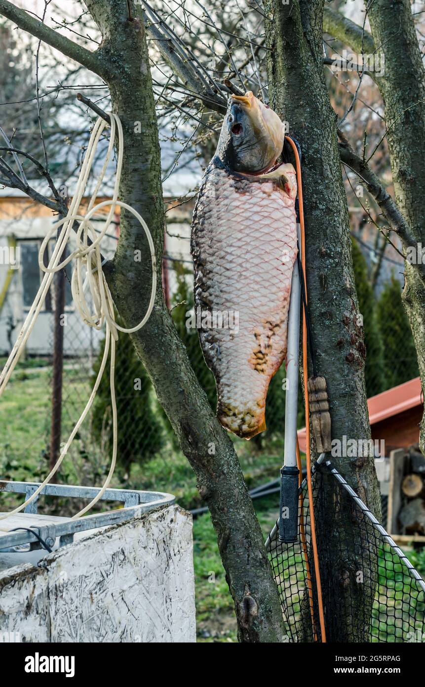 weird picture of fresh fish after beeing cleaned, healthy protein white ...