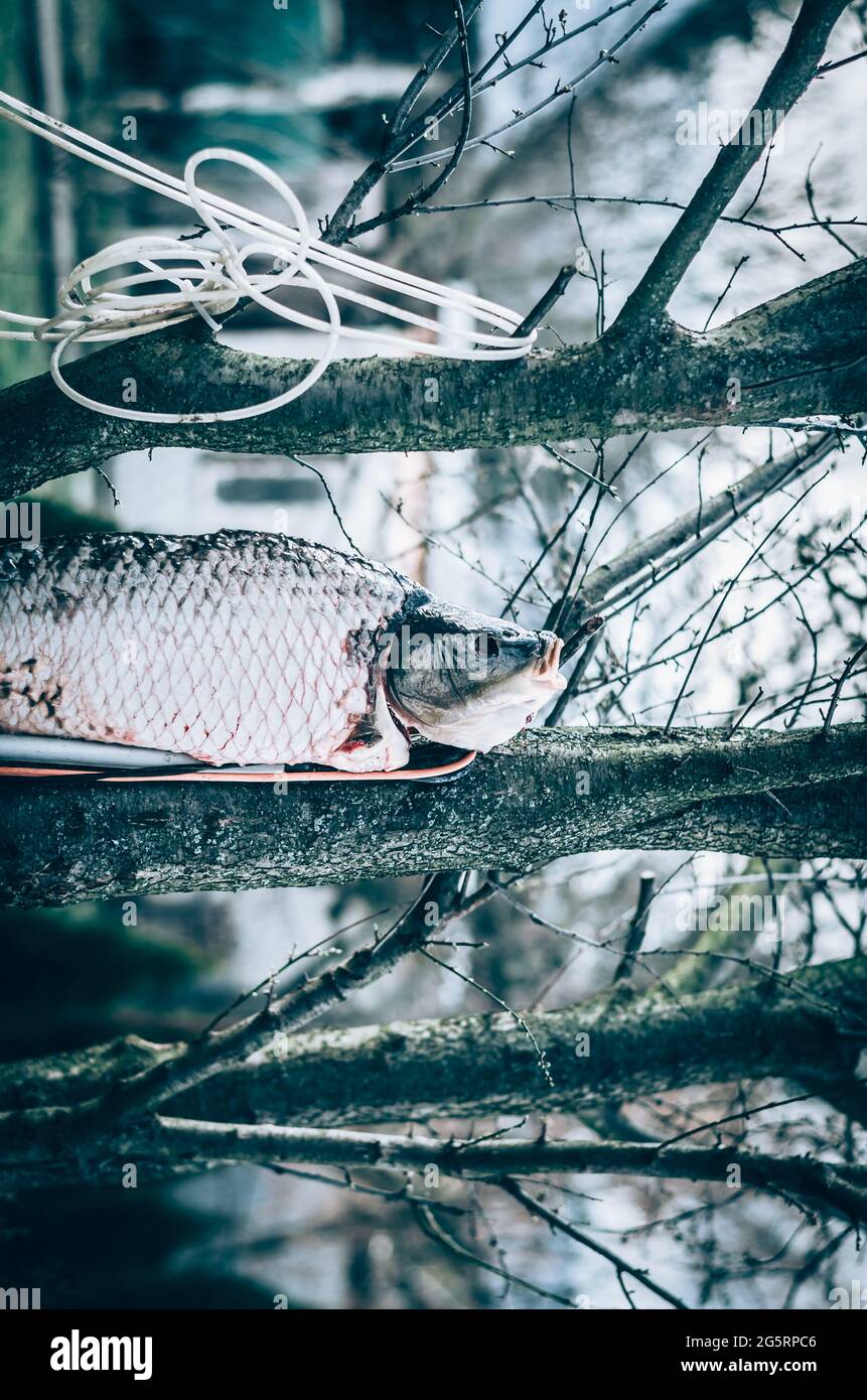 weird picture of fresh fish after beeing cleaned, healthy protein white ...