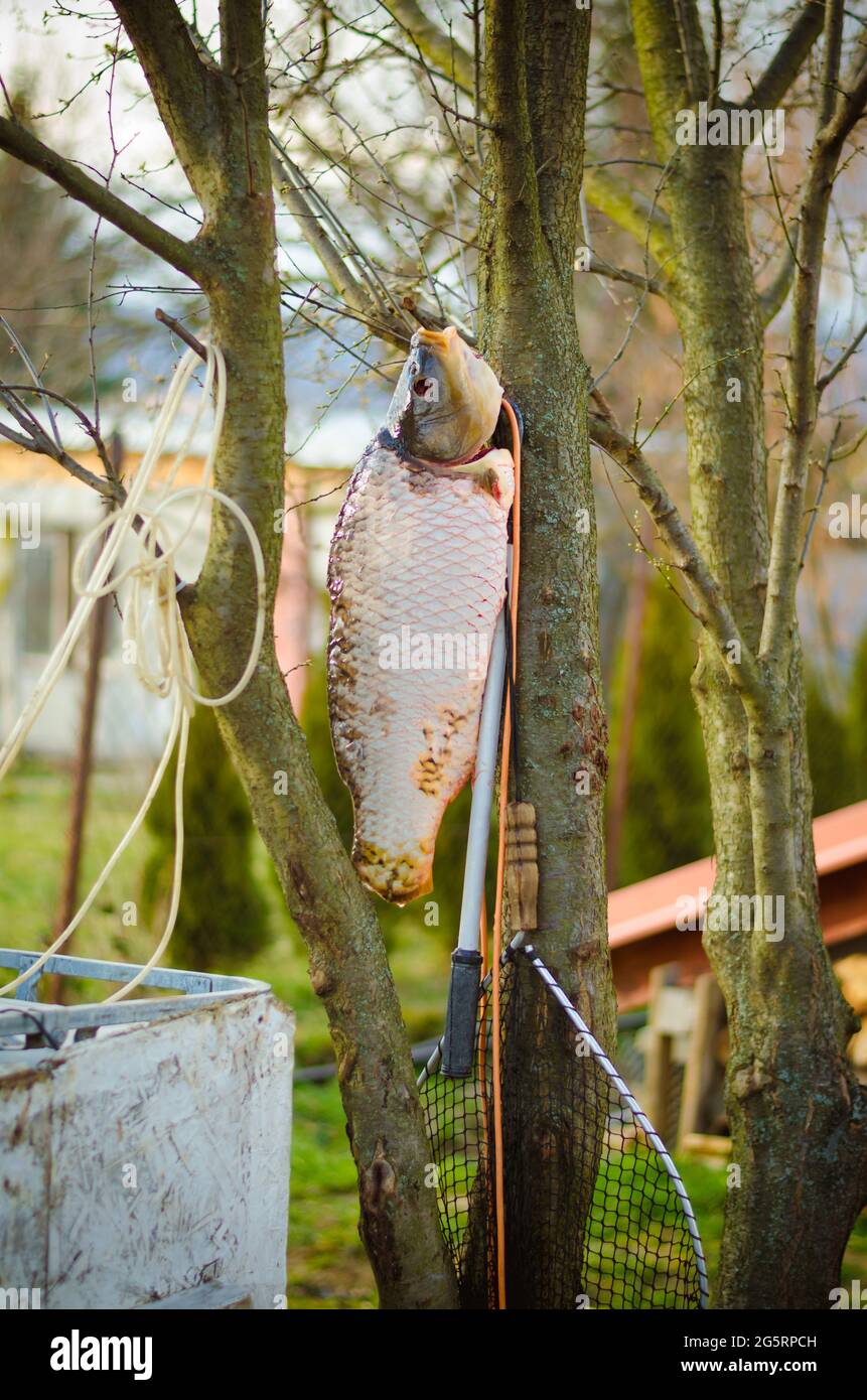 weird picture of fresh fish after beeing cleaned, healthy protein white ...