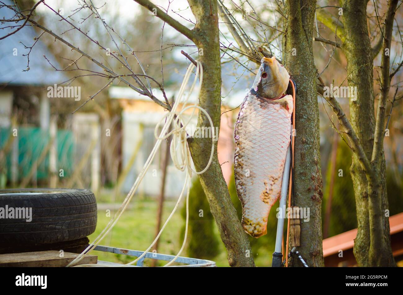 weird picture of fresh fish after beeing cleaned, healthy protein white ...
