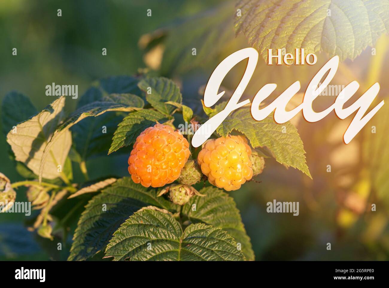 Hello july hi-res stock photography and images - Alamy