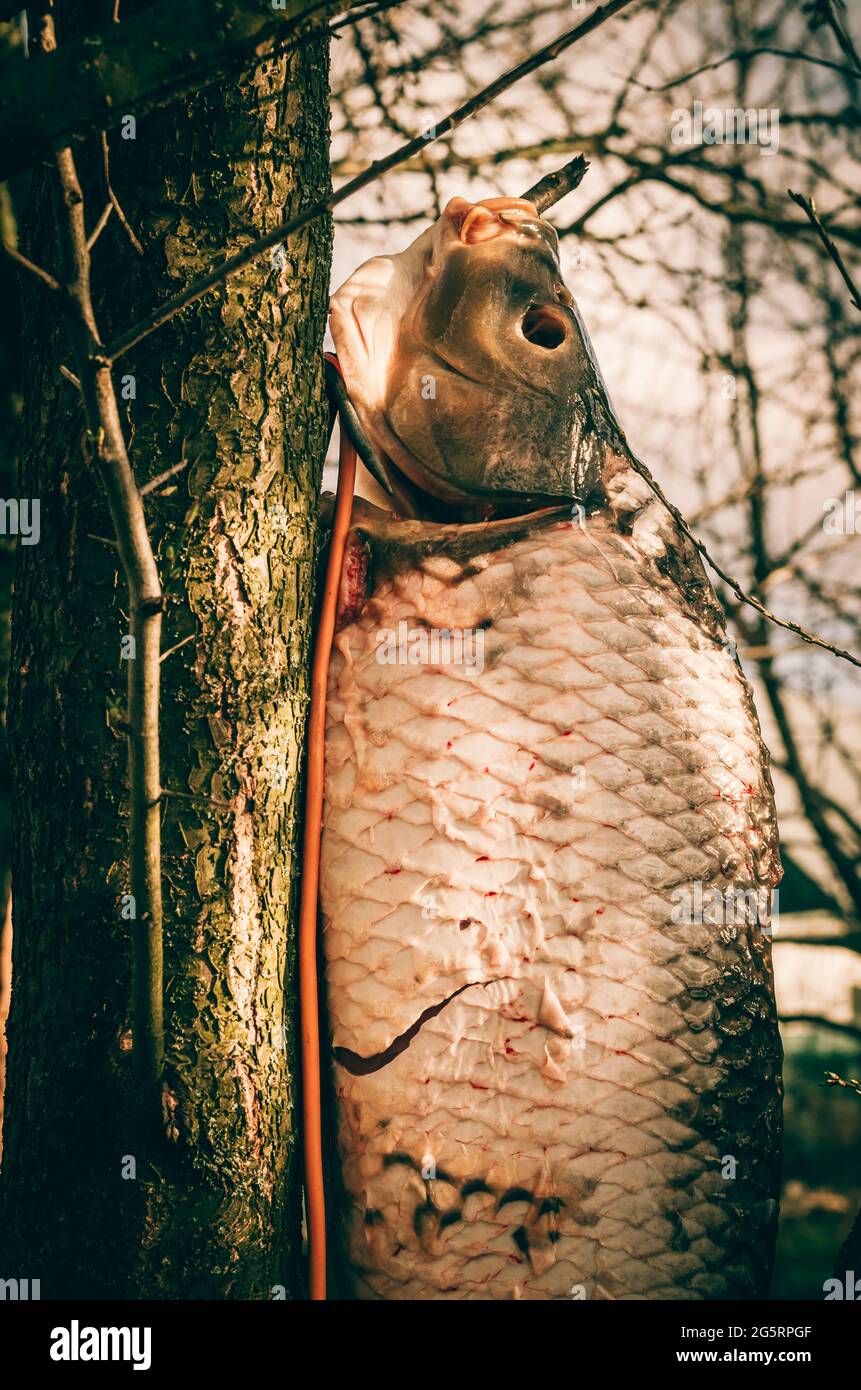 weird picture of fresh fish after beeing cleaned, healthy protein white ...