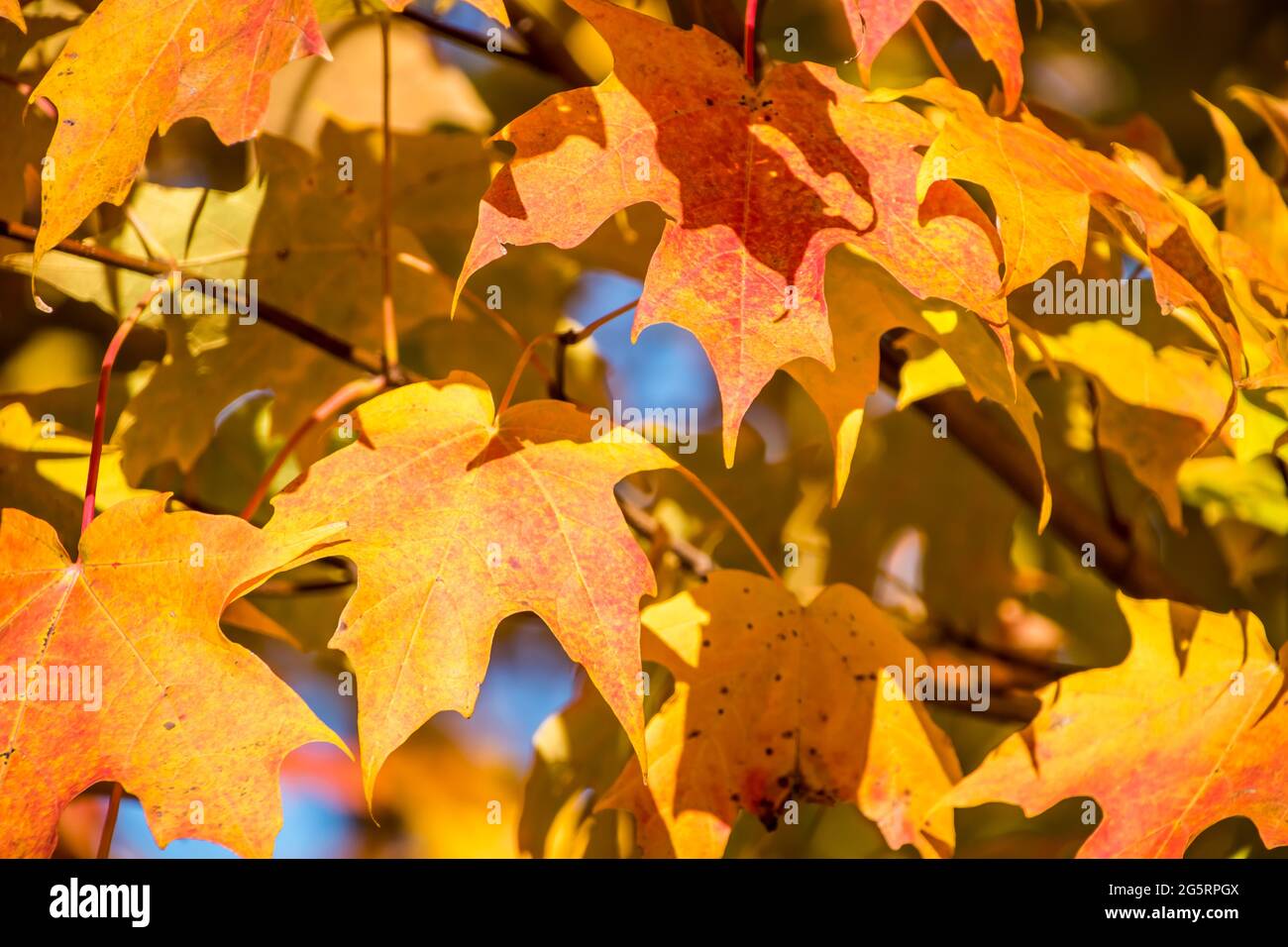 Fall Leaves Color Trees Foilage Stock Photo - Alamy