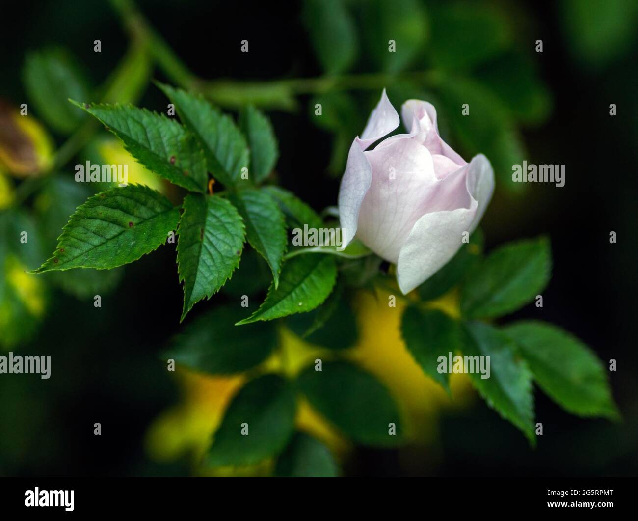 Caesar weed plant hi-res stock photography and images - Alamy
