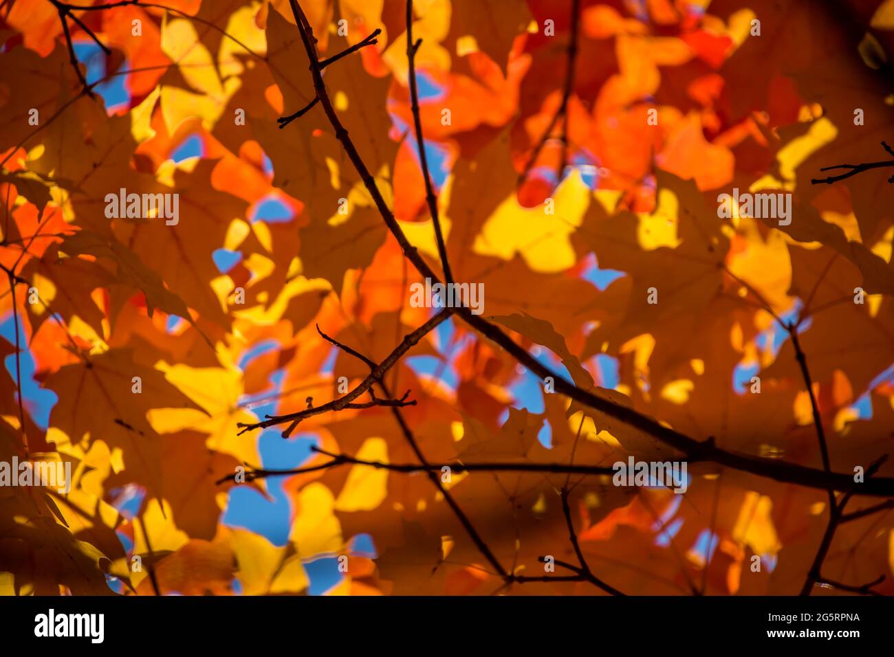 Fall Leaves Color Trees Foilage Stock Photo - Alamy