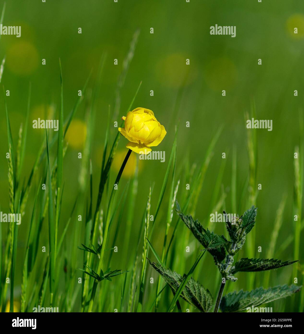 A close up of a flower Stock Photo - Alamy