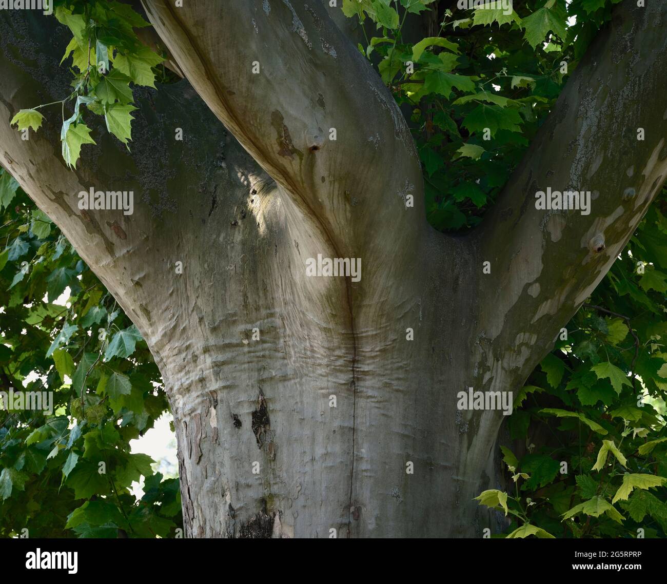 Detail of a wrinkled plane tree trunk branching into three branches ...
