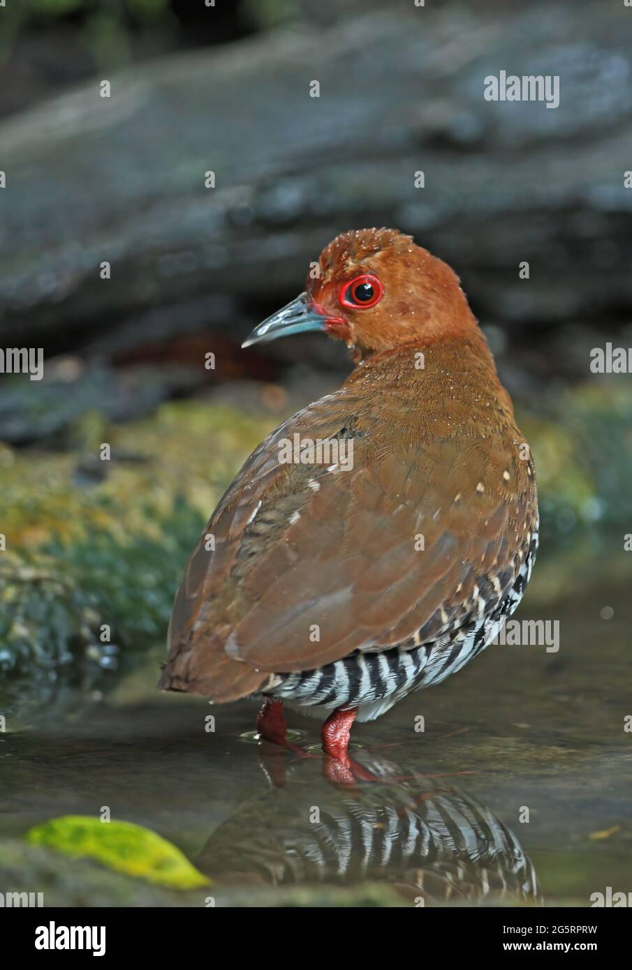 Red-legged Crake (Rallina fasciata) adult bathing in woodland pool near ...