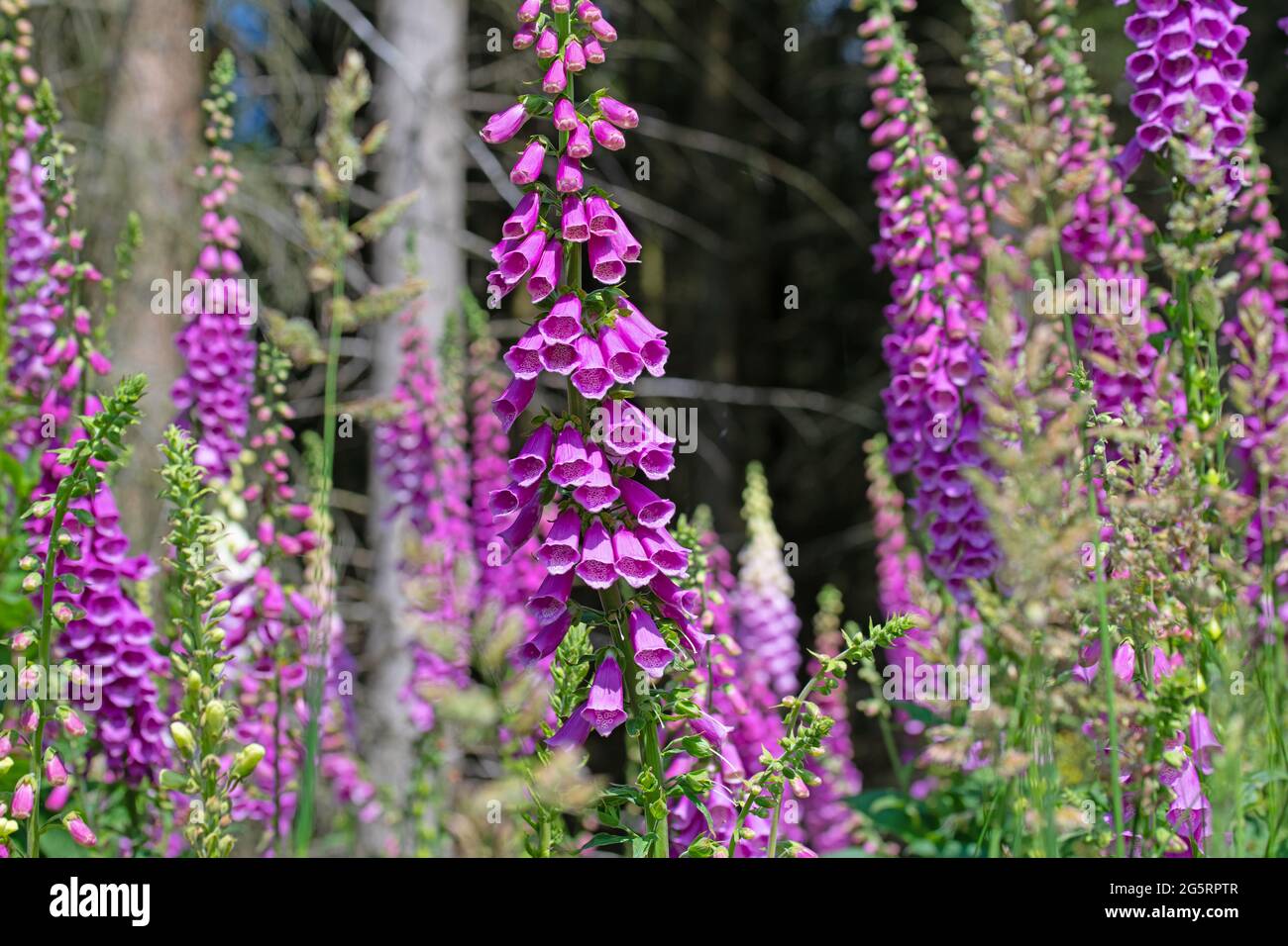 Flowering red foxglove, Digitalis purpurea, in the forest Stock Photo ...