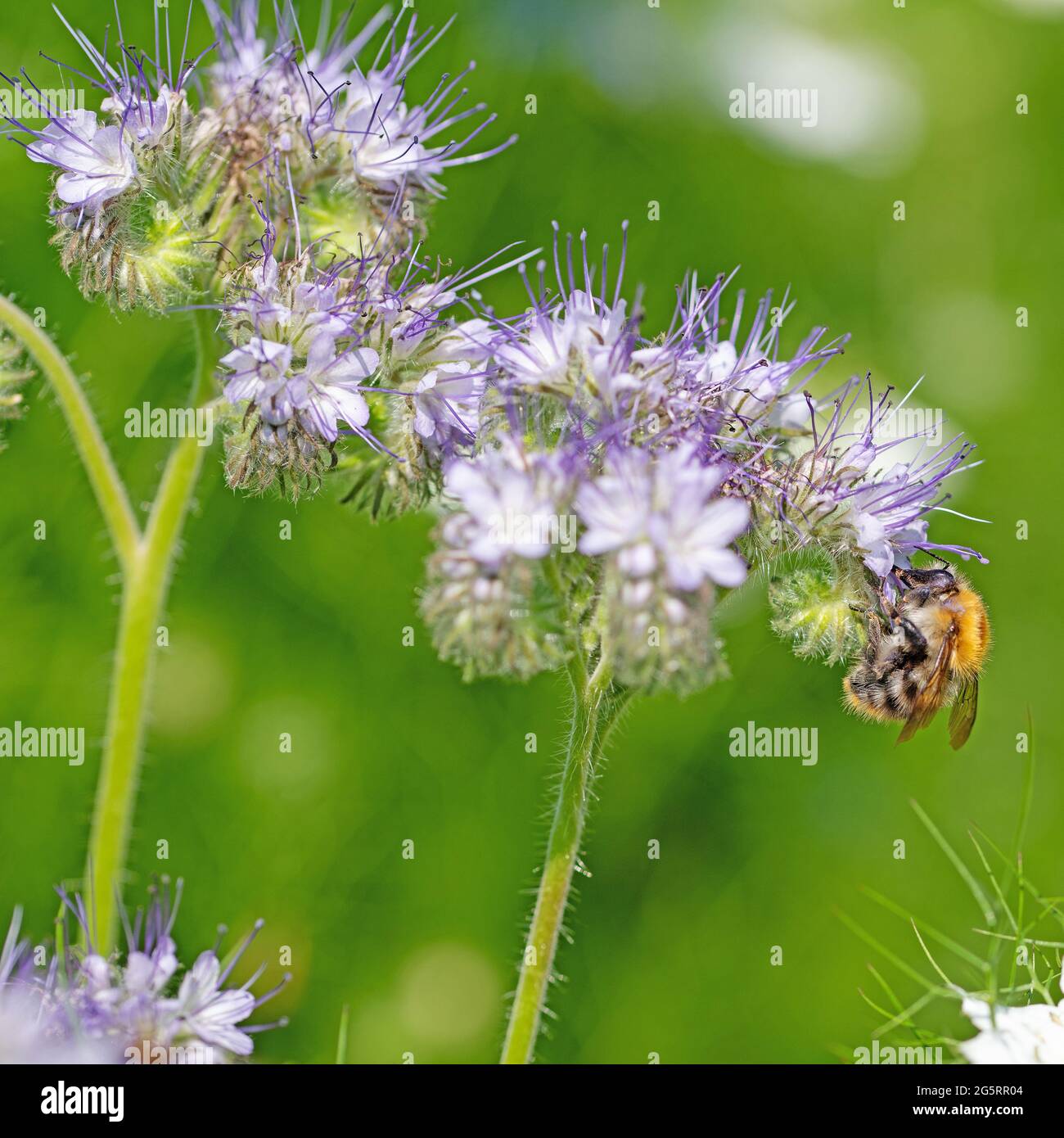Bee pasture hi-res stock photography and images - Alamy