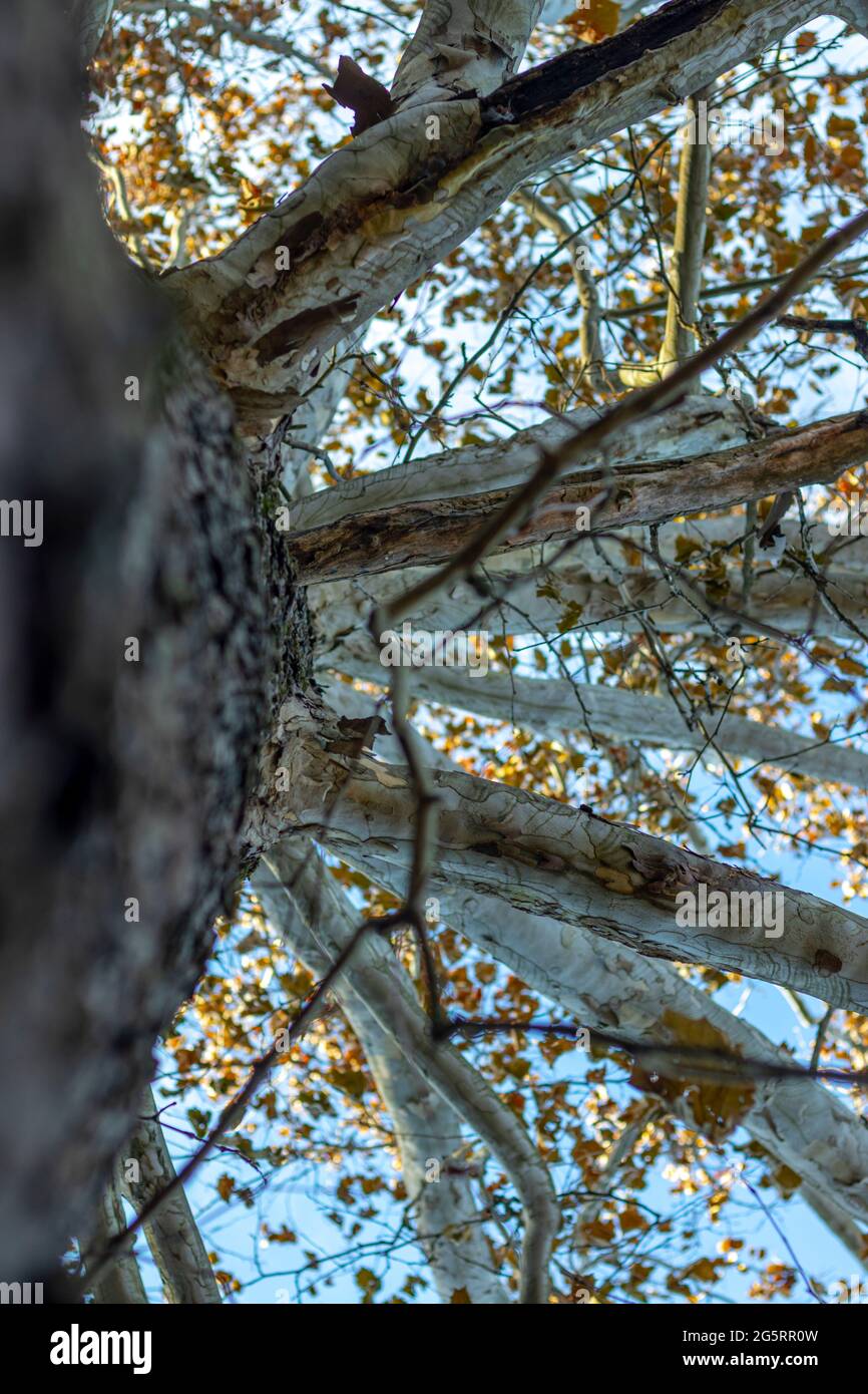 River birch and maple trees hi-res stock photography and images - Alamy