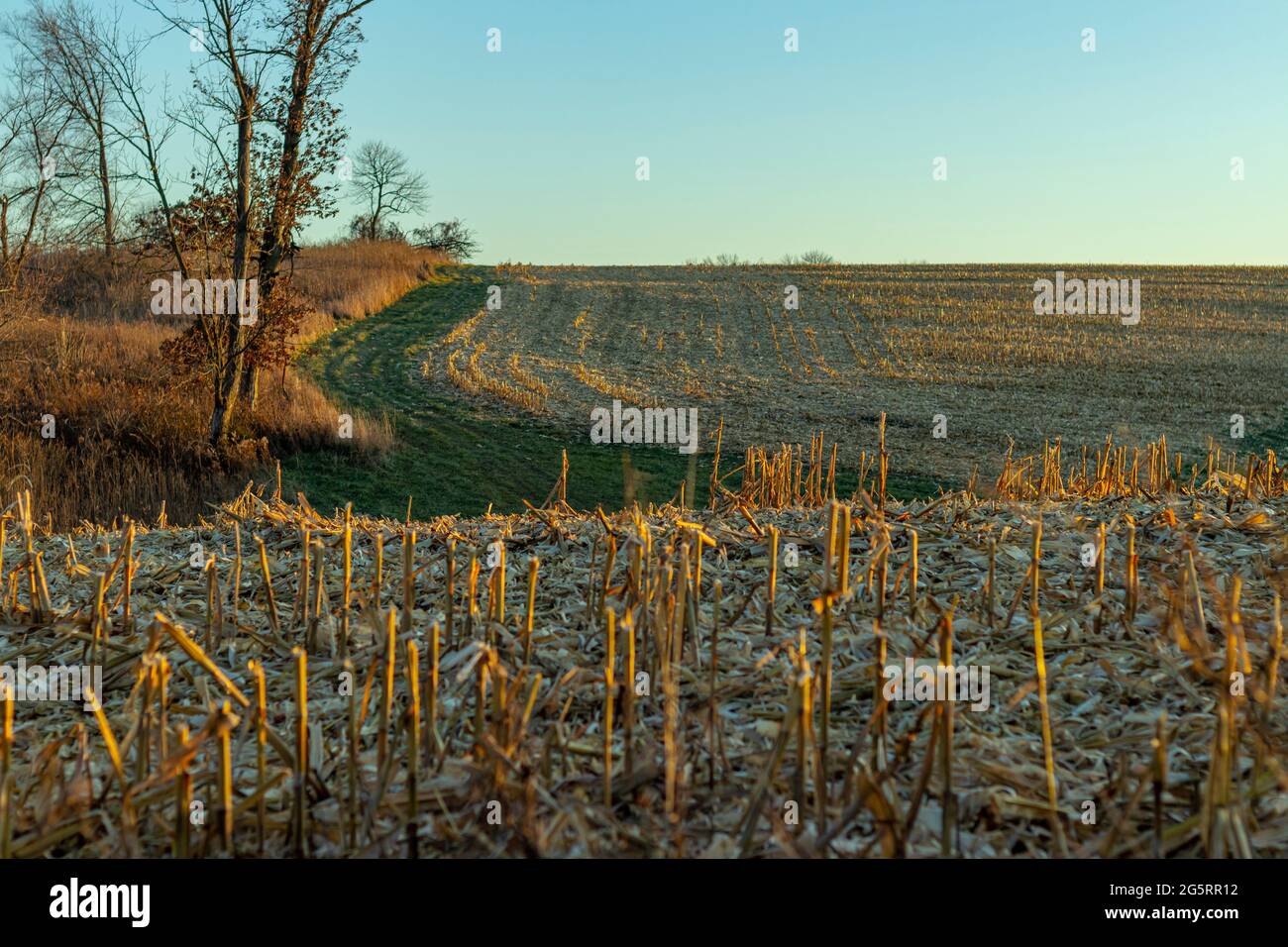 Rural Farm field during Golden hour Stock Photo - Alamy