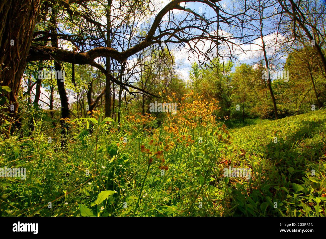 Crooked branch hi-res stock photography and images - Alamy