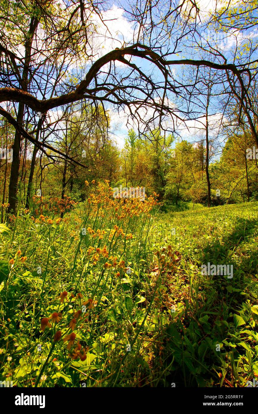 Golden Daisy Flowers Under a Crooked Branch Stock Photo - Alamy