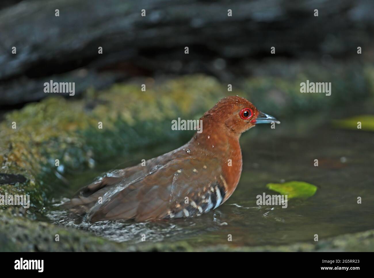 Red-legged Crake (Rallina fasciata) adult bathing in woodland pool near ...