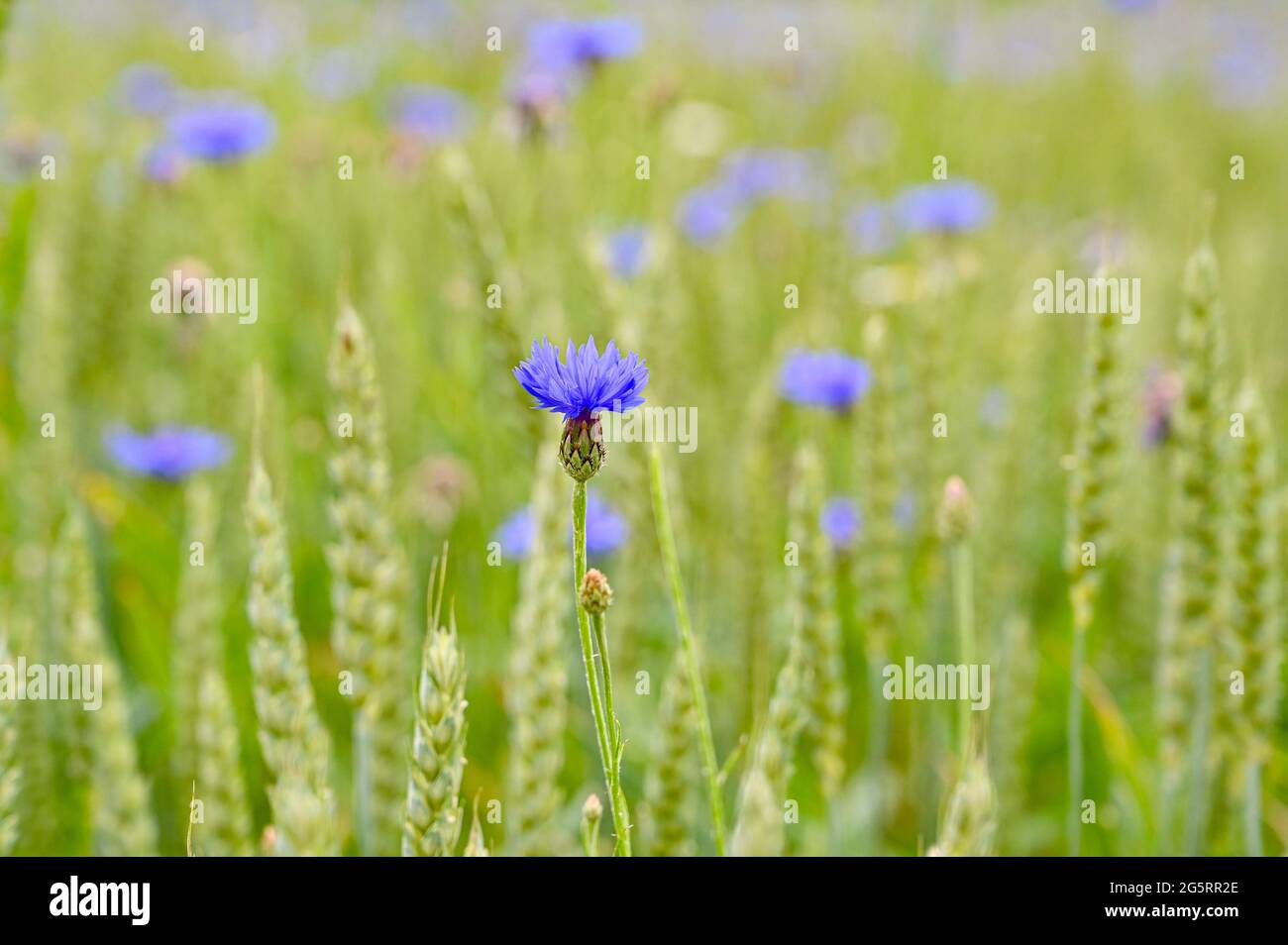 cornflowers in a farmers field with wheate Stock Photo - Alamy