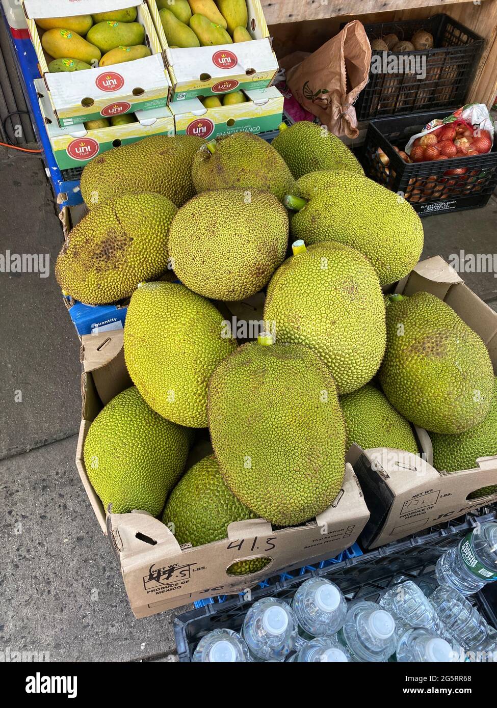 Jackfruit native to South India is introduced in New York, being sold ...