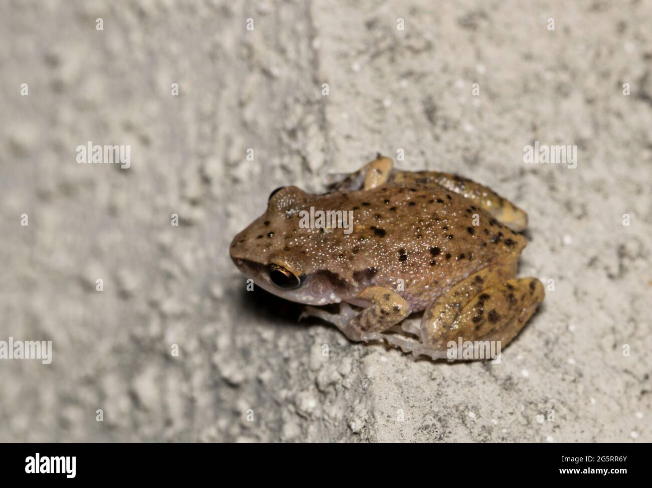Rio Grande Chirping Frog Eleutherodactylus cystignathoides sitting on a ...