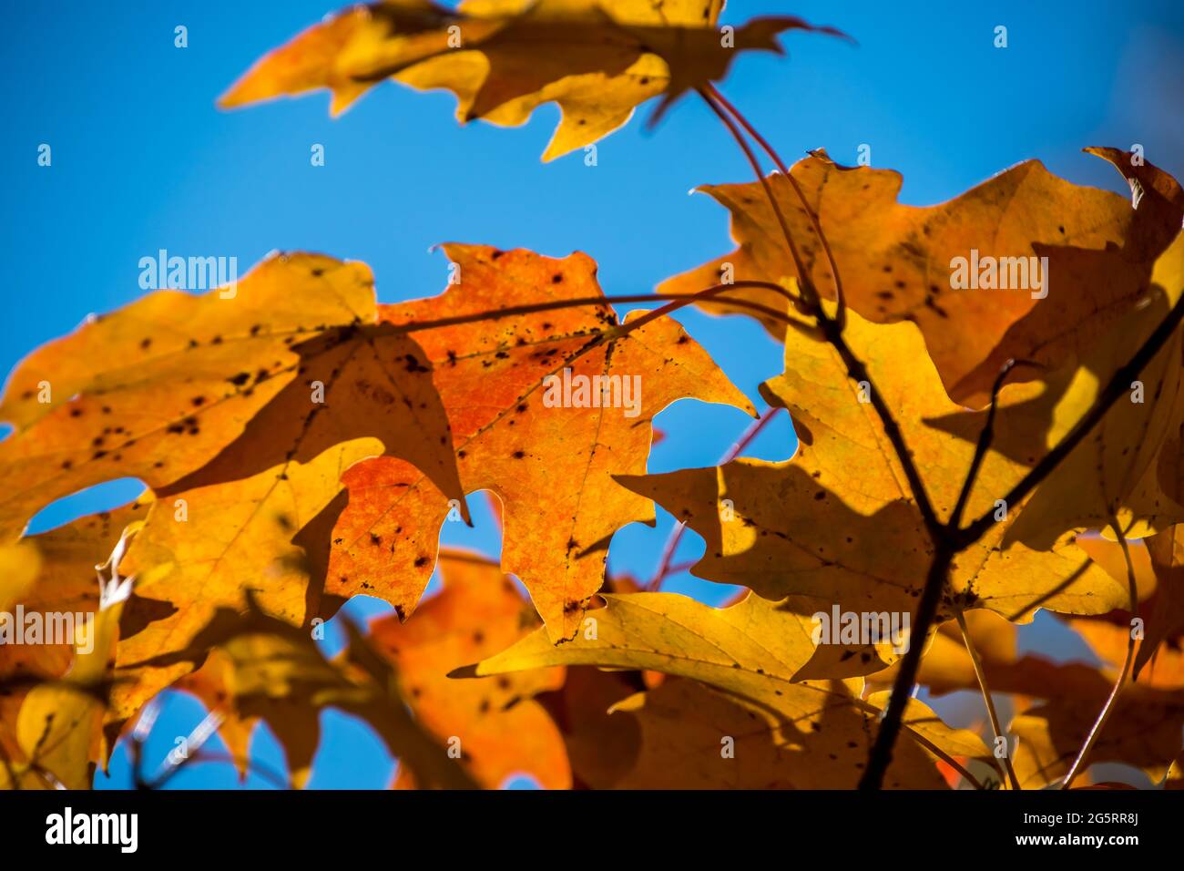 Fall Leaves Color Trees Foilage Stock Photo - Alamy