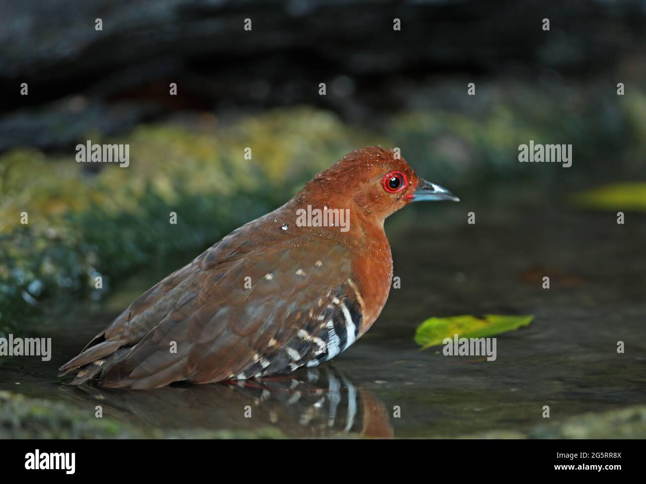 Red-legged Crake (Rallina fasciata) adult bathing in woodland pool near ...