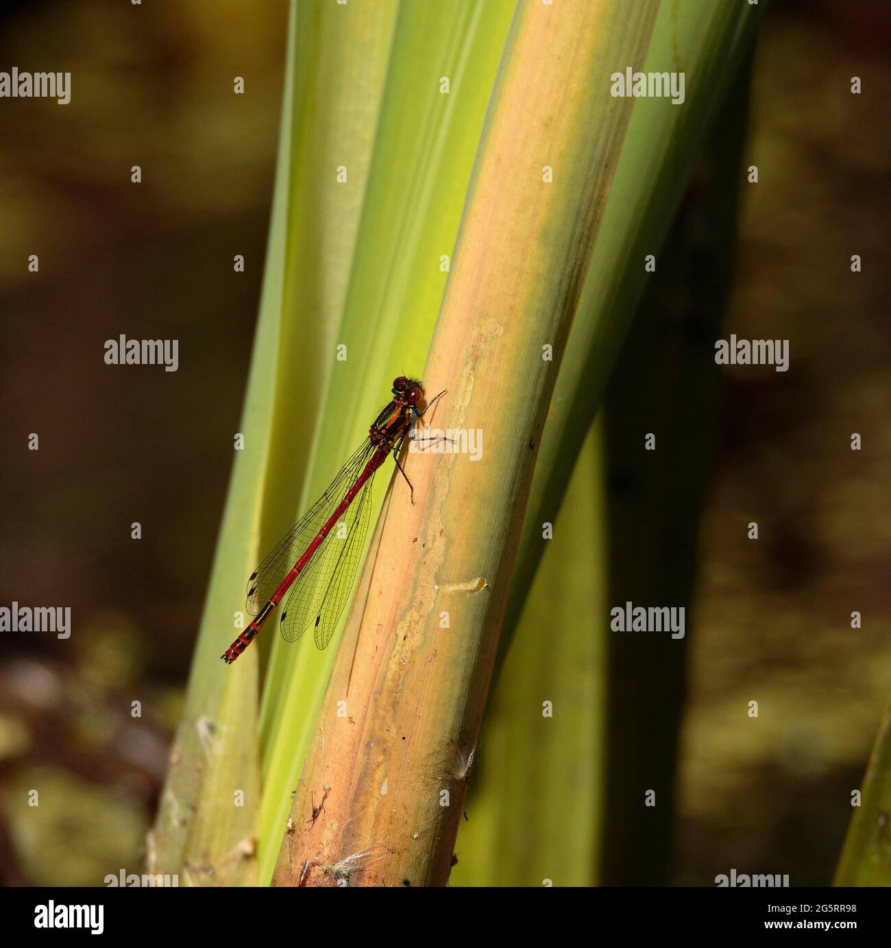 Photographing damselflies hi-res stock photography and images - Alamy