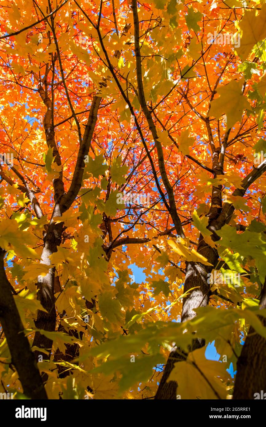 Fall Leaves Color Trees Foilage Stock Photo - Alamy
