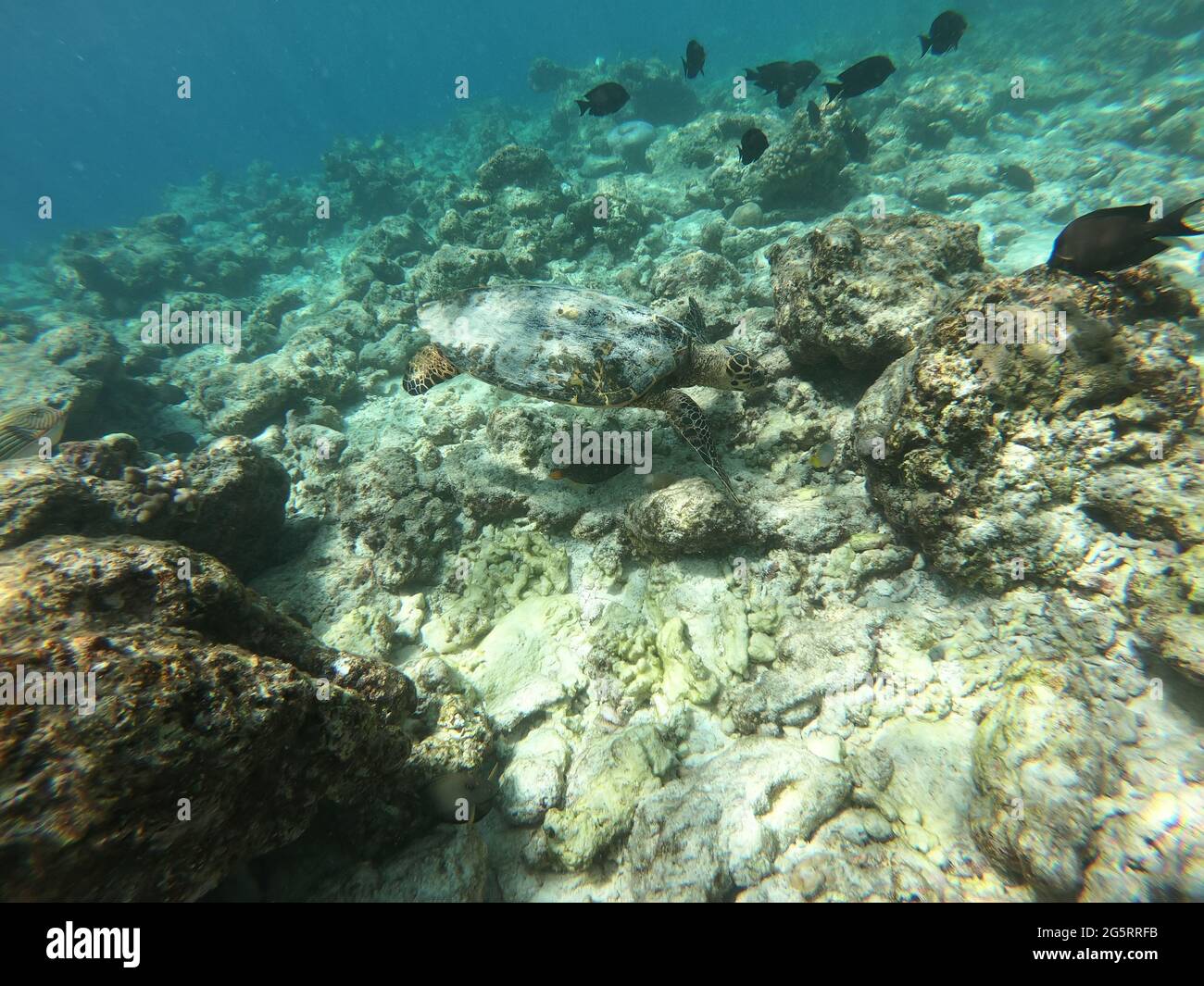 Schools of colorful tropical fish swimming around corals on a tropical ...