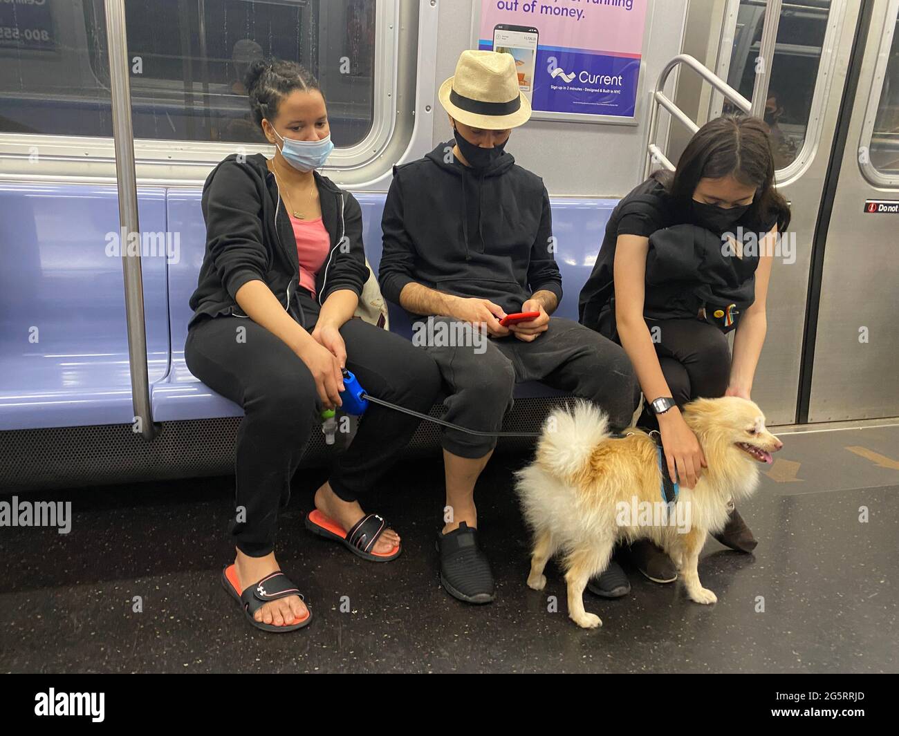 Woman rides a subway train with her well groomed dog in Brooklyn, New ...