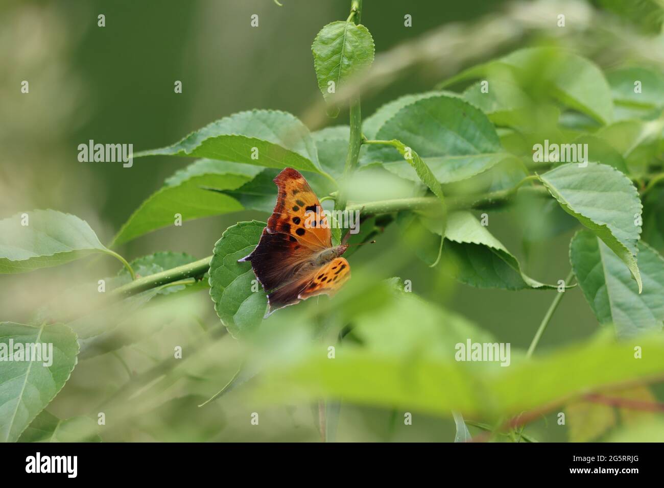 Top view of a question mark butterfly's wing pattern Stock Photo - Alamy