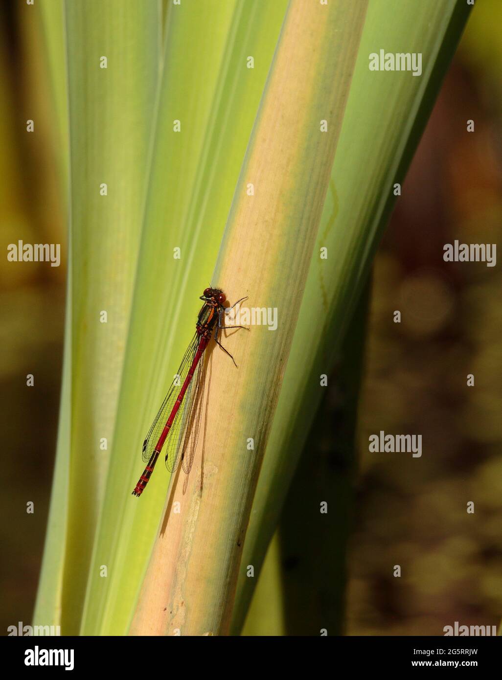 Photographing damselflies hi-res stock photography and images - Alamy