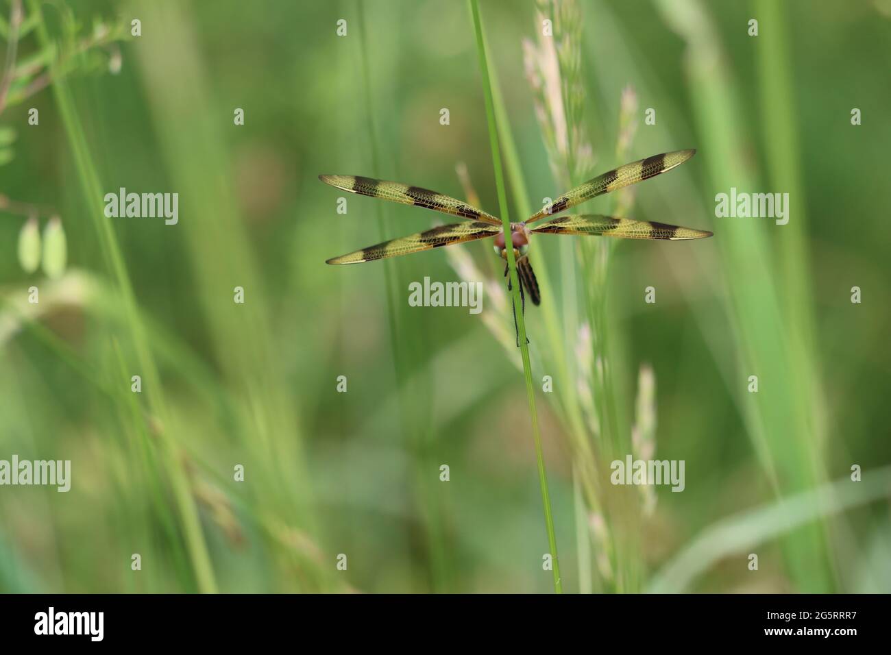Beautiful dragonfly on green grass hi-res stock photography and images ...