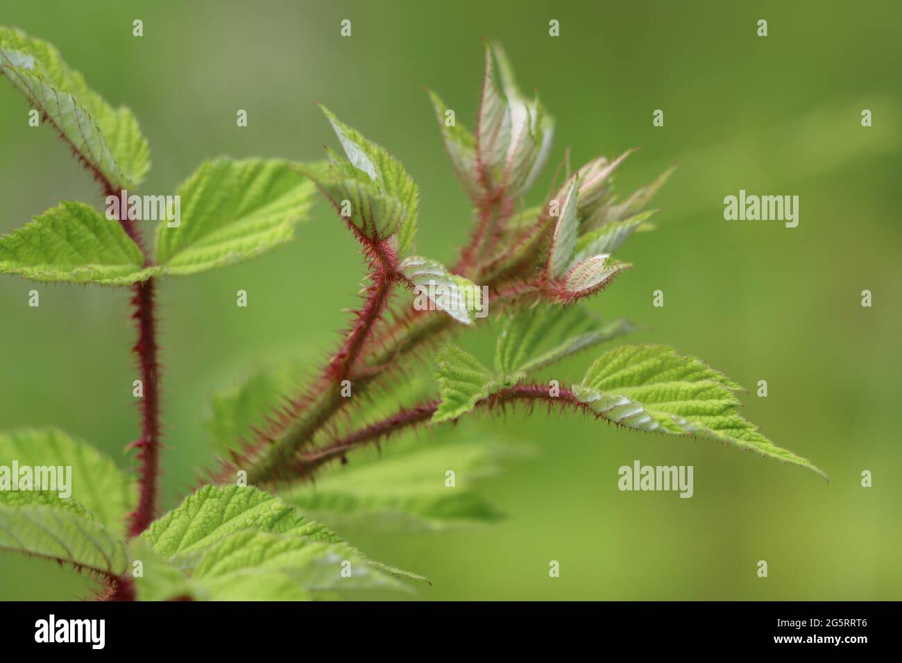 Wineberry brambles in early summertime Stock Photo - Alamy