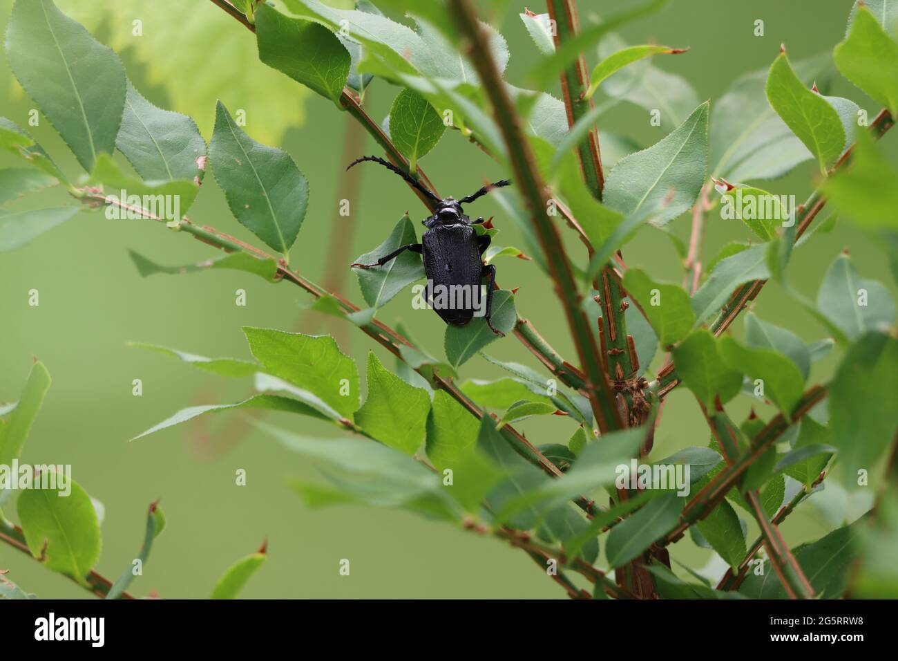 Broad-necked root borer longhorn beetle Stock Photo - Alamy