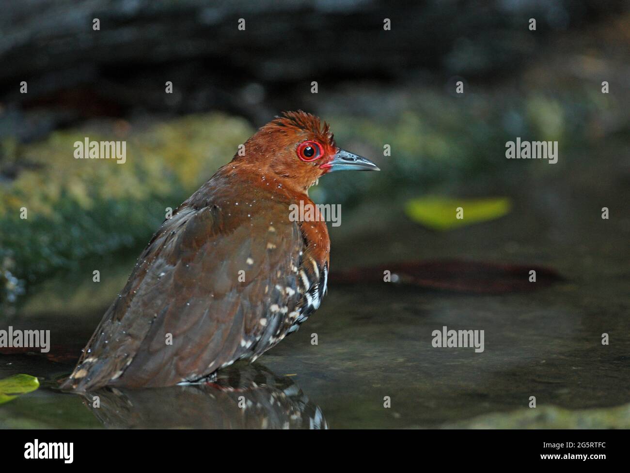 Red-legged Crake (Rallina fasciata) adult bathing in woodland pool near ...