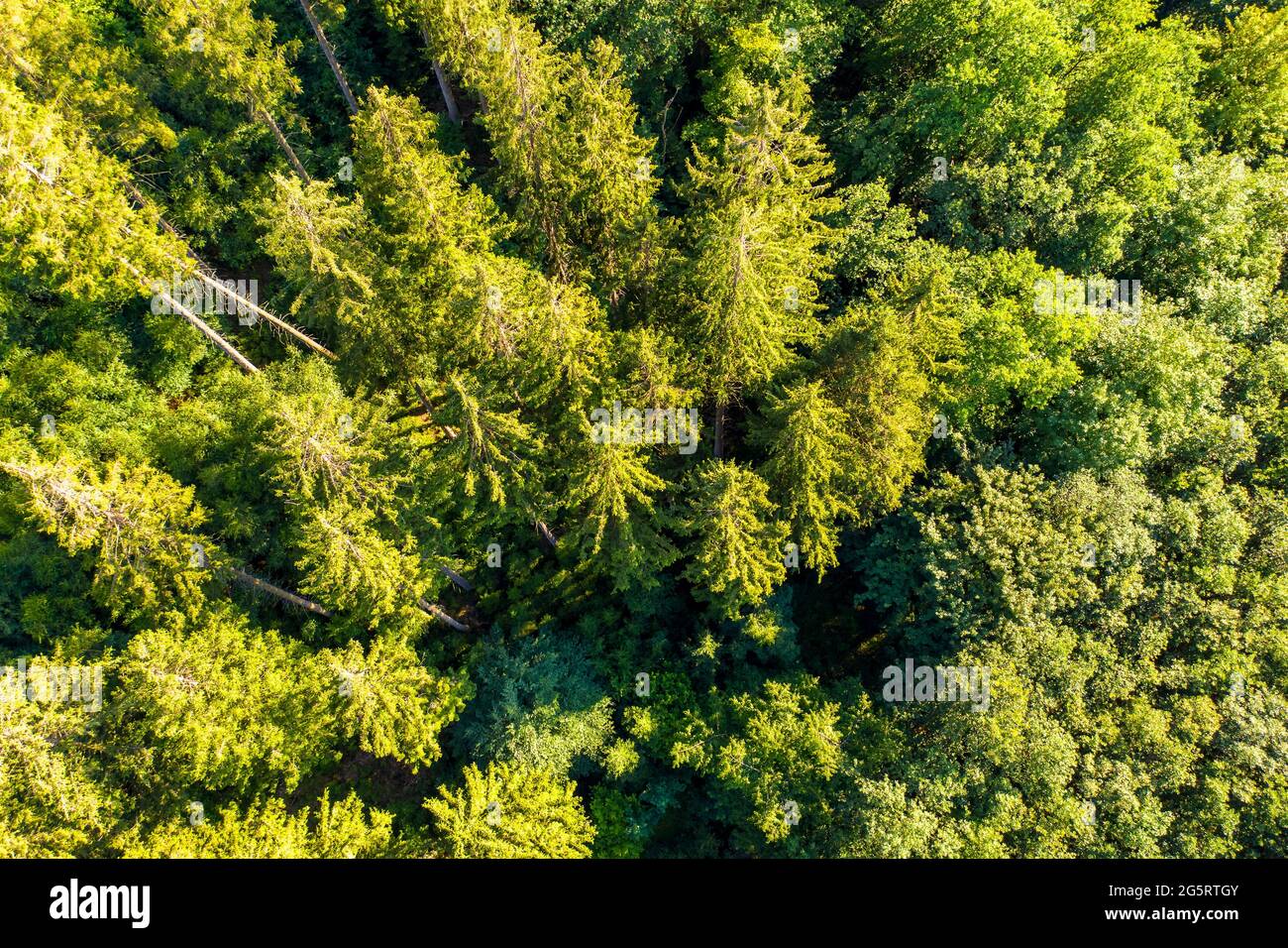 a mixed forest in the summer from above Stock Photo - Alamy