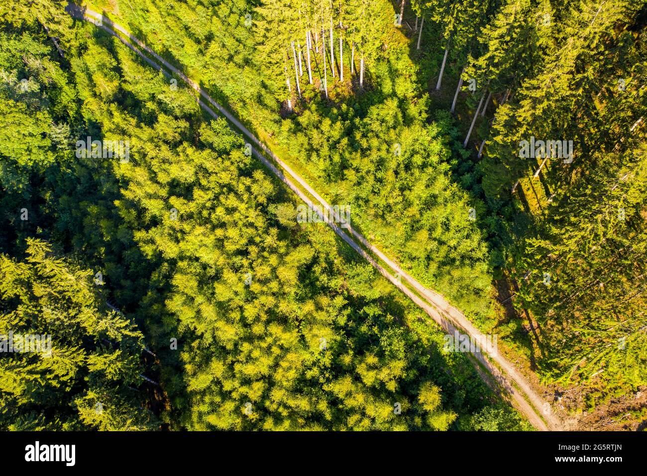a forest path in a lush green summer forest from above Stock Photo - Alamy