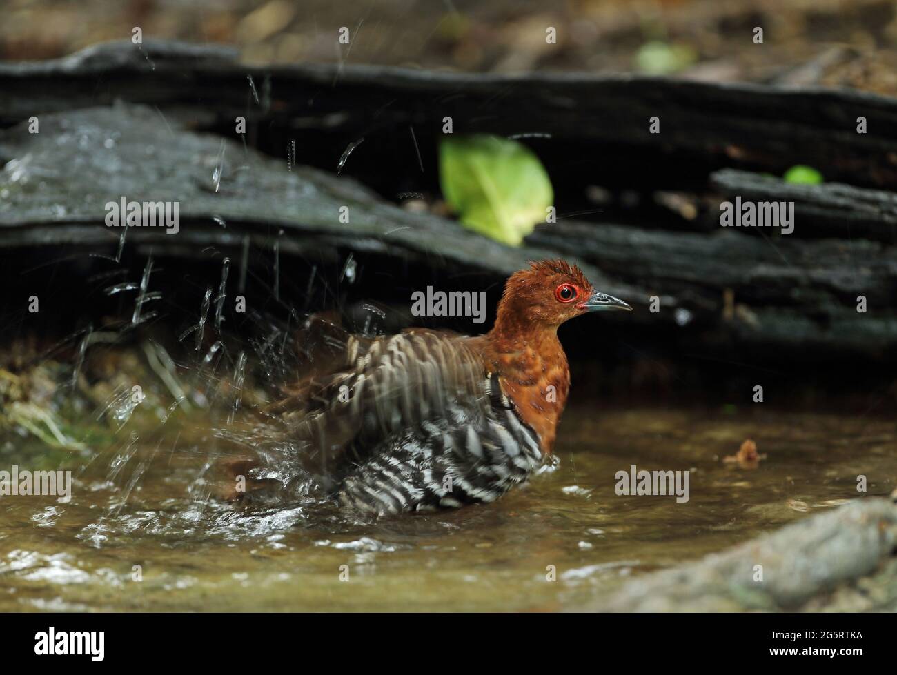 Red-legged Crake (Rallina fasciata) adult bathing in woodland pool near ...
