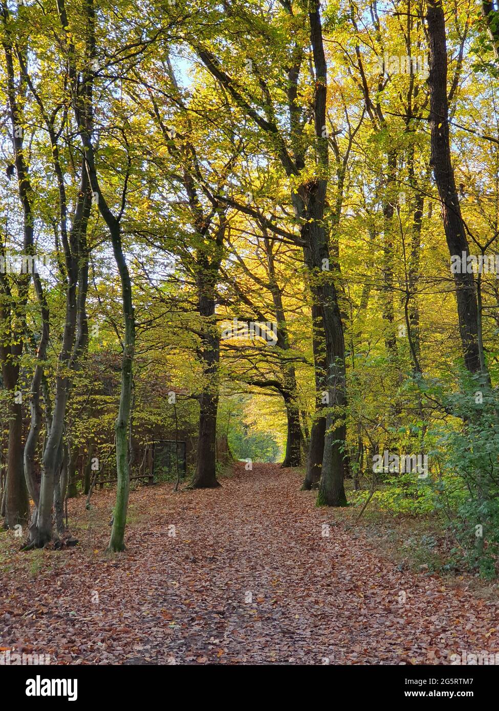 Beautiful way through the forest Stock Photo - Alamy